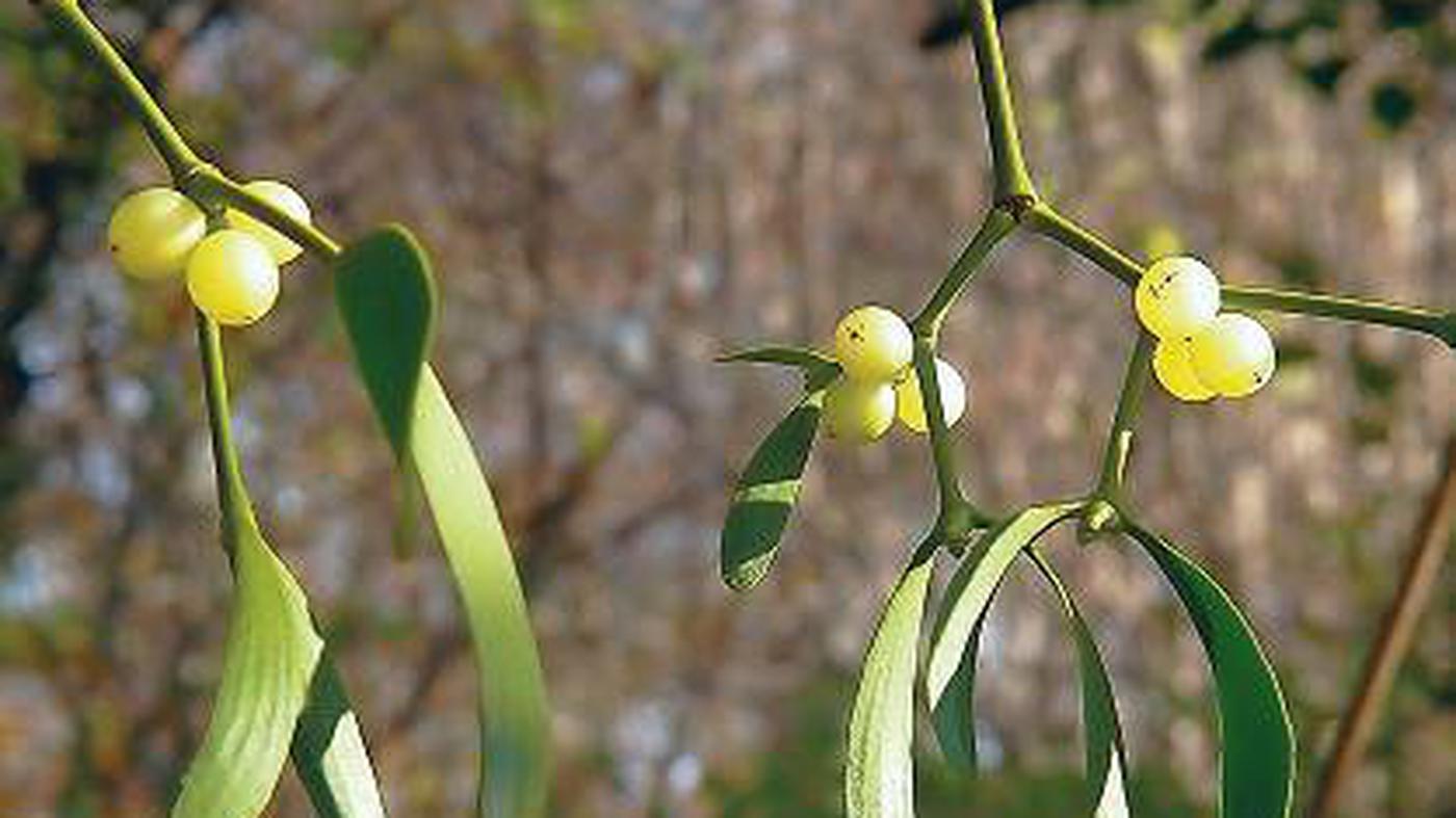 Homepage: Ein klebriges Glück Die Mistel wird als Parasit bezeichnet
