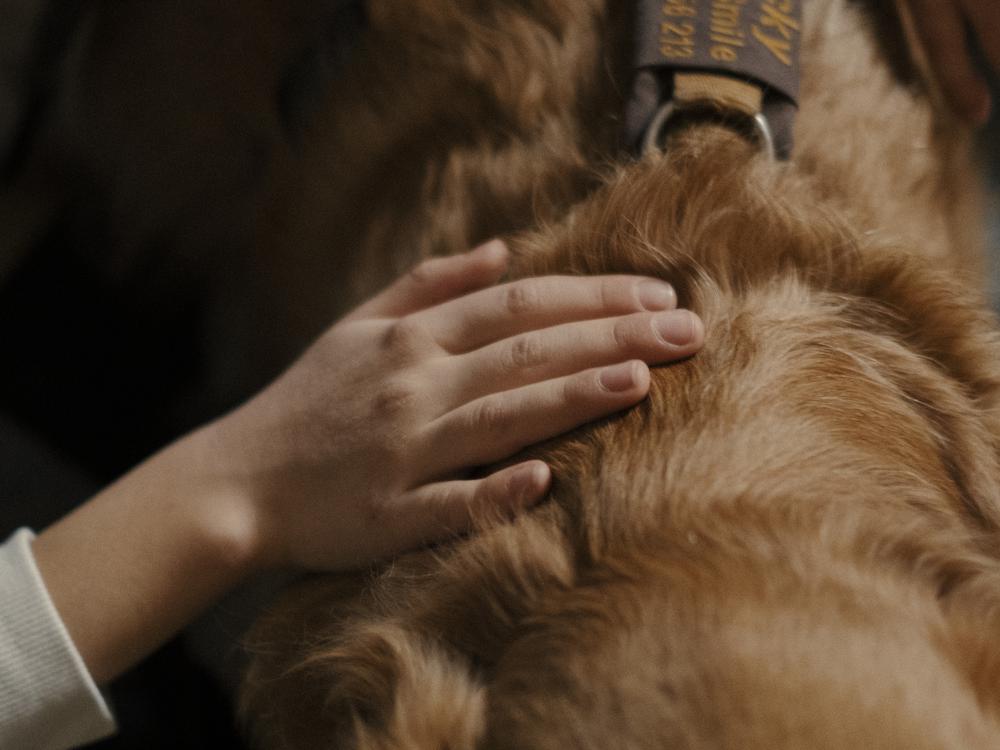 „Die Kinder lesen flüssiger“: Wie Berliner Schüler von Therapiehunden ...