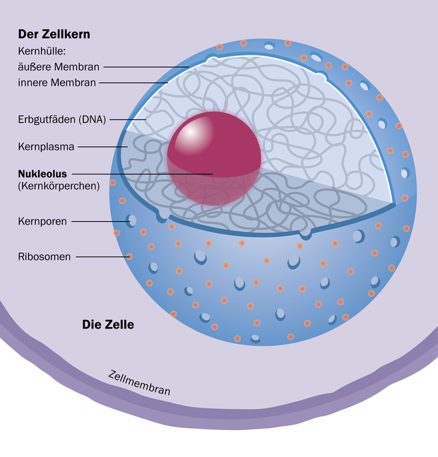 Untersuchungen bei Babys: Forscher stoßen auf eine völlig neue Ursache für Krankheiten