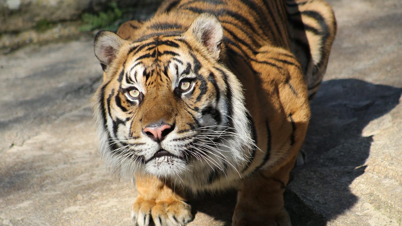 Aus Irland nach Brandenburg: Neuer Sumatra-Tiger für den Tierpark Cottbus