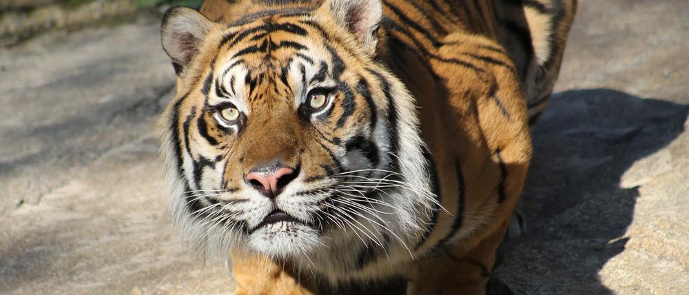 Mit 16 Jahren: Tiger Darius in Berliner Zoo eingeschläfert