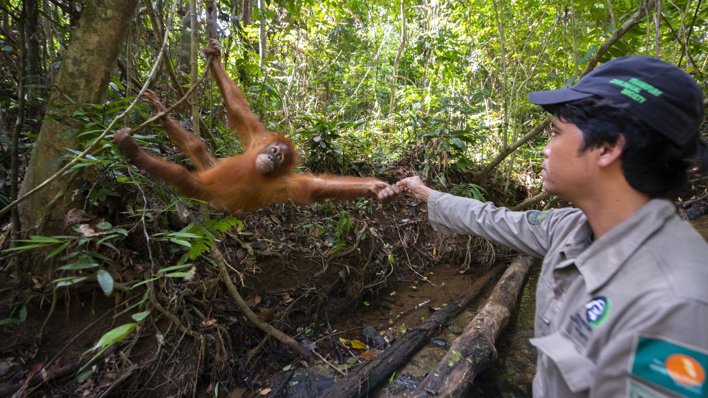 Hoffnung für „Sam“: Leben wie ein ziemlich wilder Orang-Utan