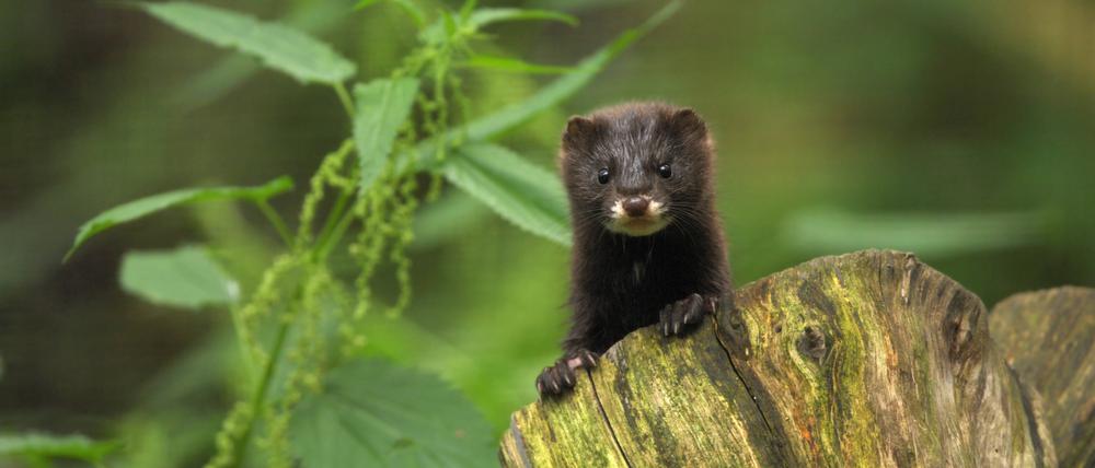 Letzte Rettung Mensch: Europäische Nerze sollen gezielt gezüchtet werden