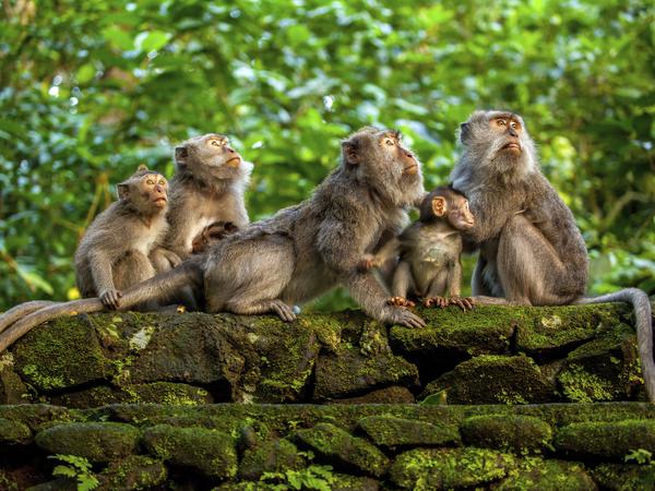 Tierische Begegnungen im „Sacred Monkey Forest“: In den Fängen der ...
