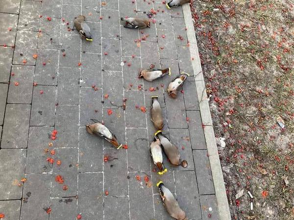 Gefahr durch vergorene Beeren: Wie Sie betrunkenen Stadtvögeln beim ...