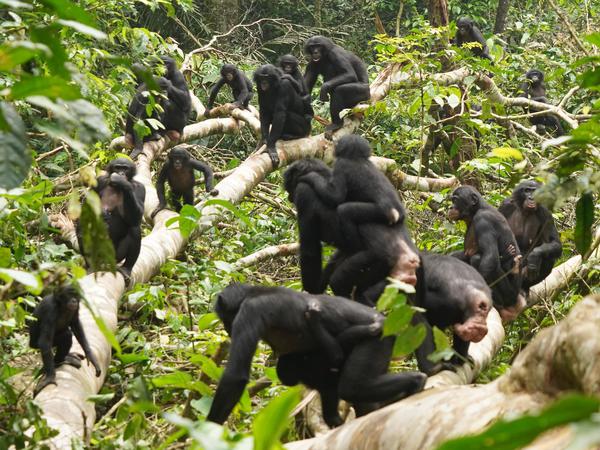 Teamwork im Regenwald: Bonobos arbeiten auch mit entfernt Bekannten ...