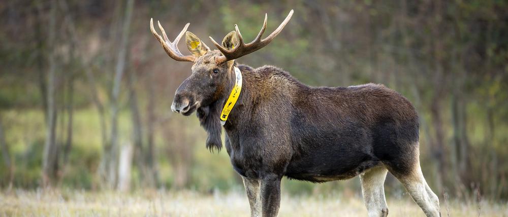 Elch von Auto erfasst: Tier muss nach Unfall in Sonnewalde getötet werden