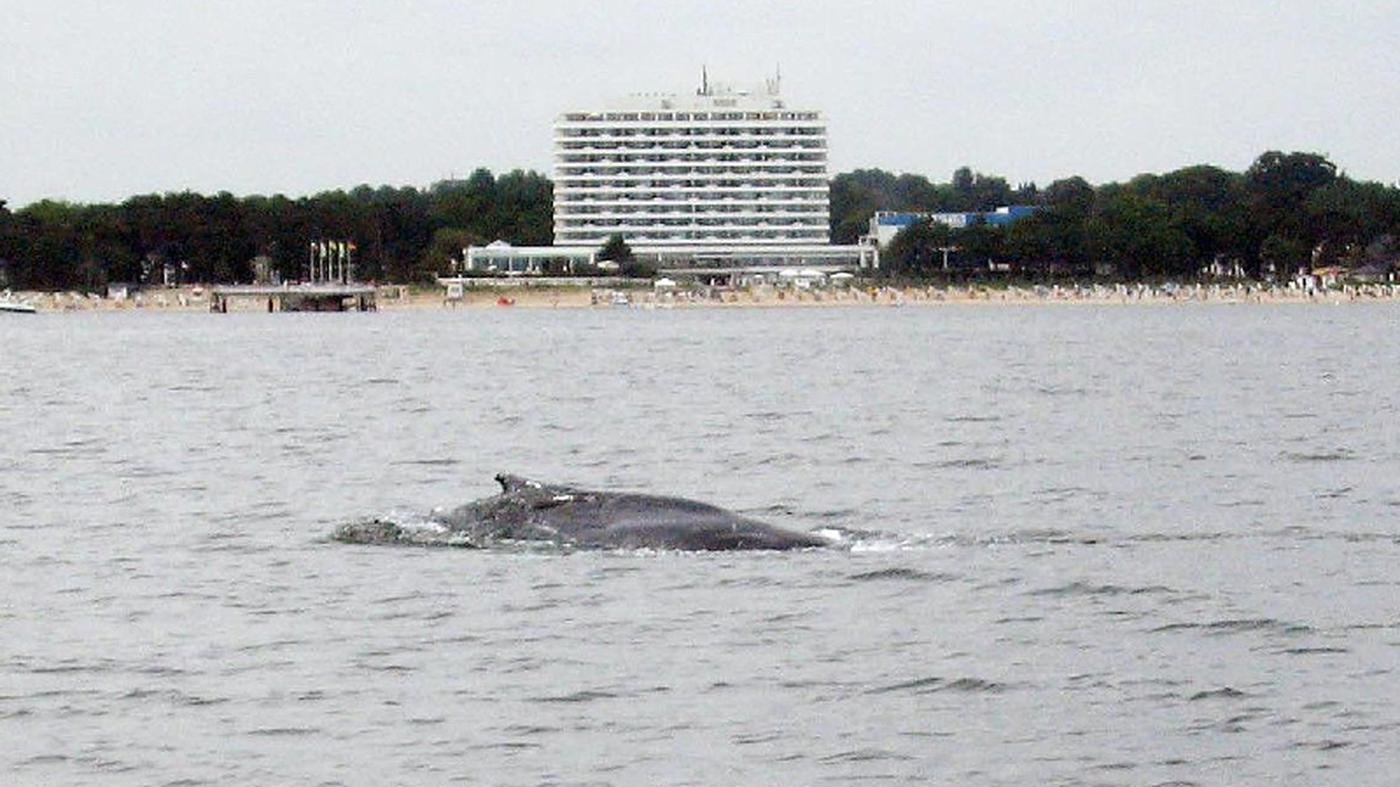 Ostsee: Zweiter Buckelwal gesichtet