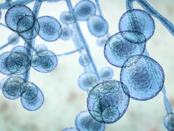 Der unaufhaltsame Pilz: Es gibt mehr lebensgefährliche Hefen, als wir ahnen