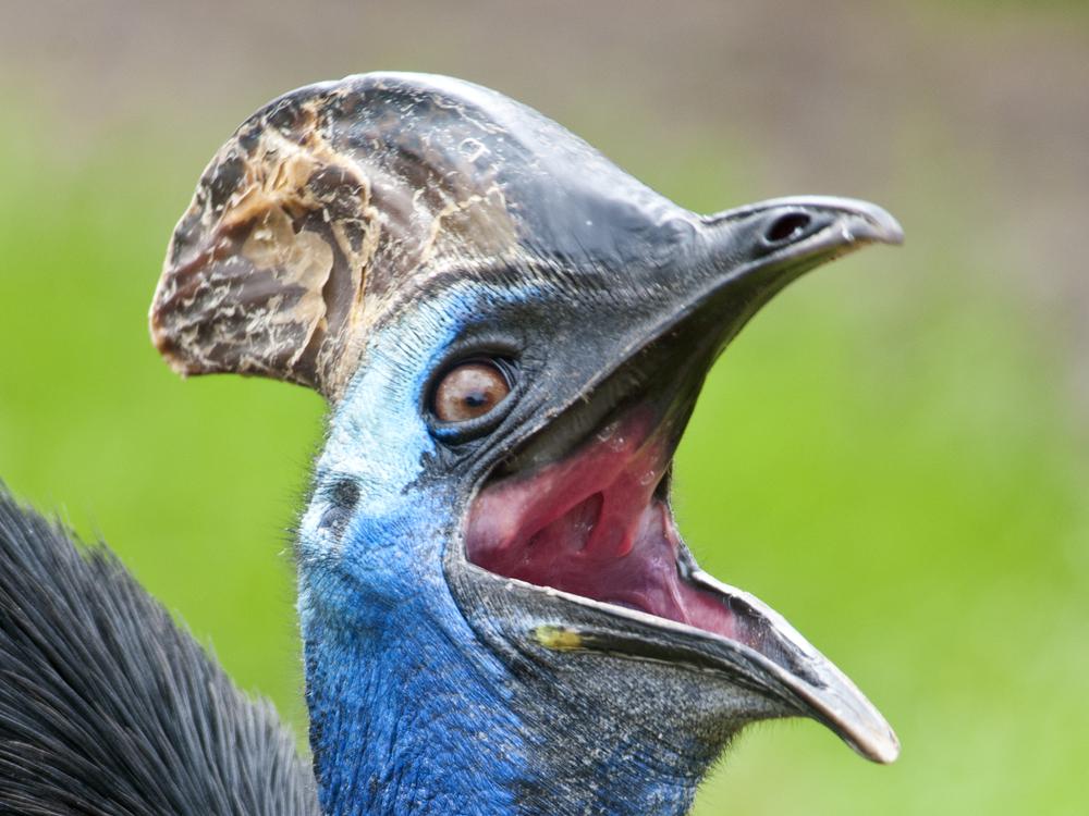 Tagesrückspiegel – Heute vor 60 Jahren: Wer hat Angst vor Hitchcocks ...