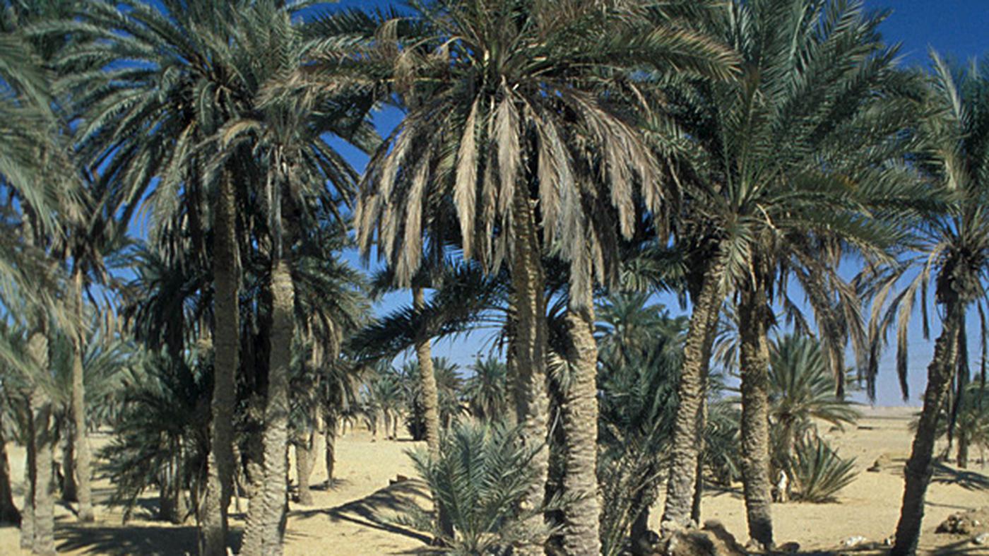 Forschung: Methusalem lebt - uralter Dattelsamen keimt