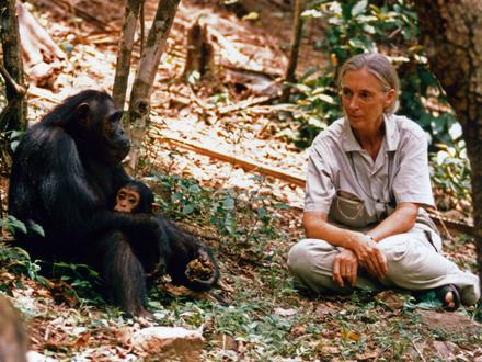 Heute vor 63 Jahren: Dr. Jane und die Schimpansen