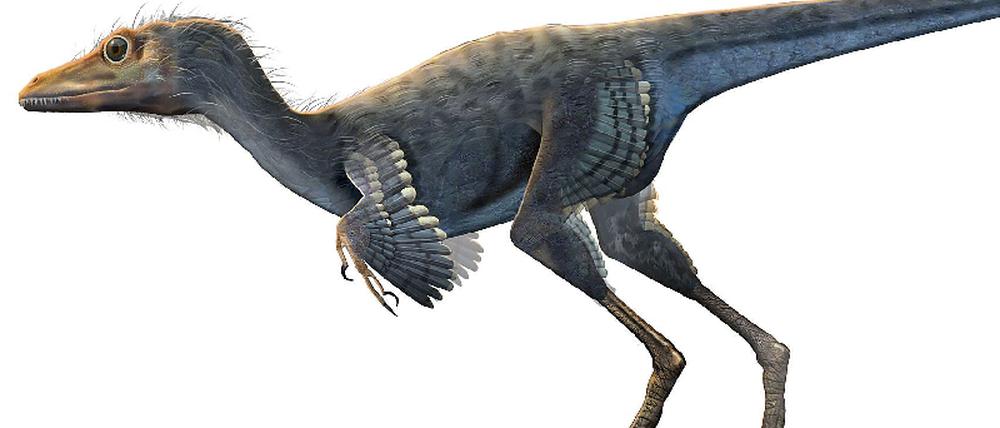 Dinosaurier-Fund: Kleiner Riese