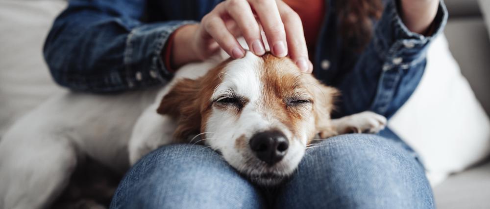 Heilsame Hunde: Streicheln könnte bei Aufmerksamkeitsstörungen helfen