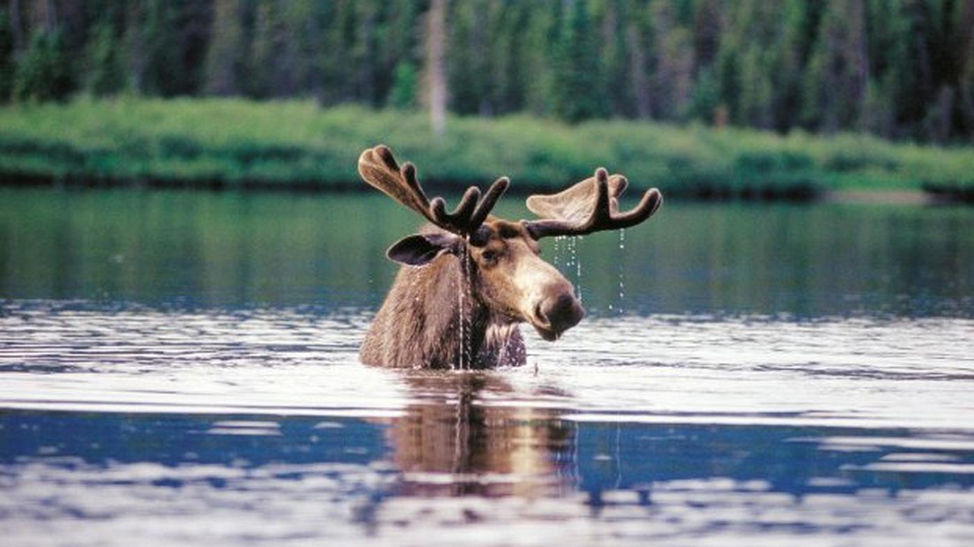 Kanada: Der mit dem Elch spricht