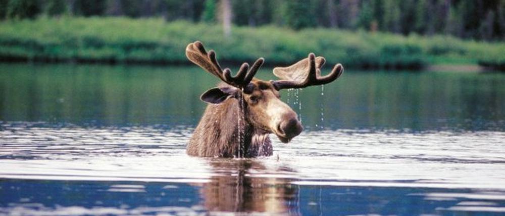 Kanada: Der mit dem Elch spricht