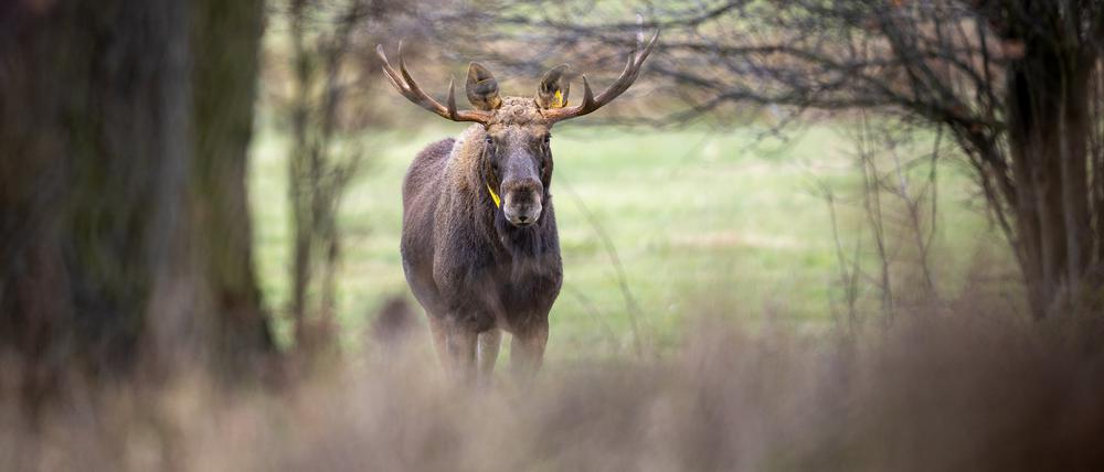 Ein Elch namens Bert: Tierische Begegnungen und malerische Ausblicke im ...