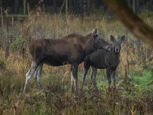 Elch- und Rentierfarm, Zoo, Wildpark: Auf der Suche nach Brandenburgs ...