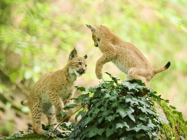 Große Katzen, große Pläne : Sachsen startet Wiederansiedelung der Luchse