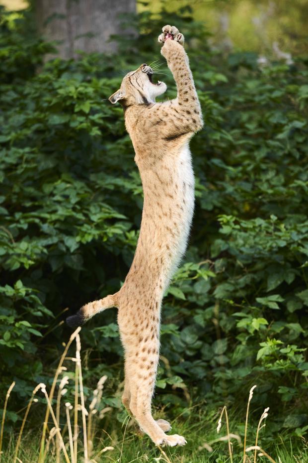 Große Katzen, große Pläne : Sachsen startet Wiederansiedelung der Luchse