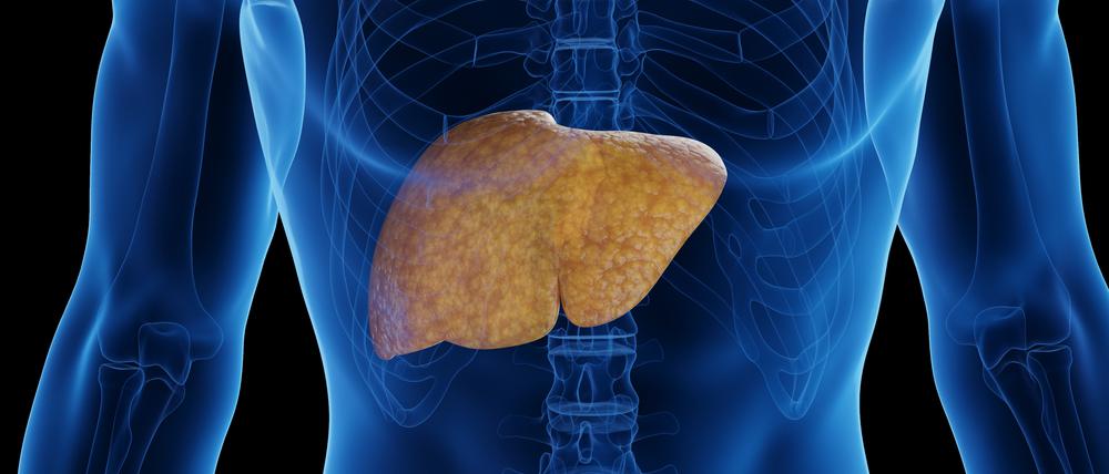 Schwierige Balance in der Leber: Wenn Selbsterneuerung zu Krebs führt