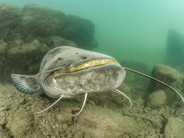 Unangenehme Begegnungen in Berliner Seen: Wenn der Wels denkt, dass der Schwimmer ein Fisch ist
