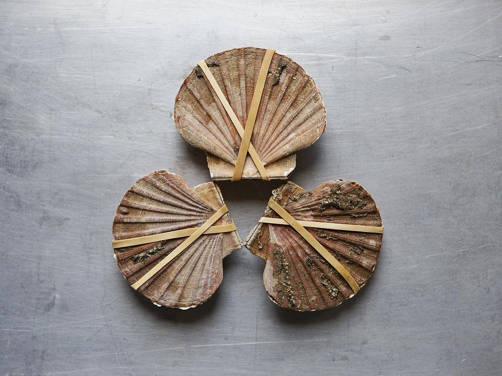 Auster & Co: Was man über Muscheln wissen muss