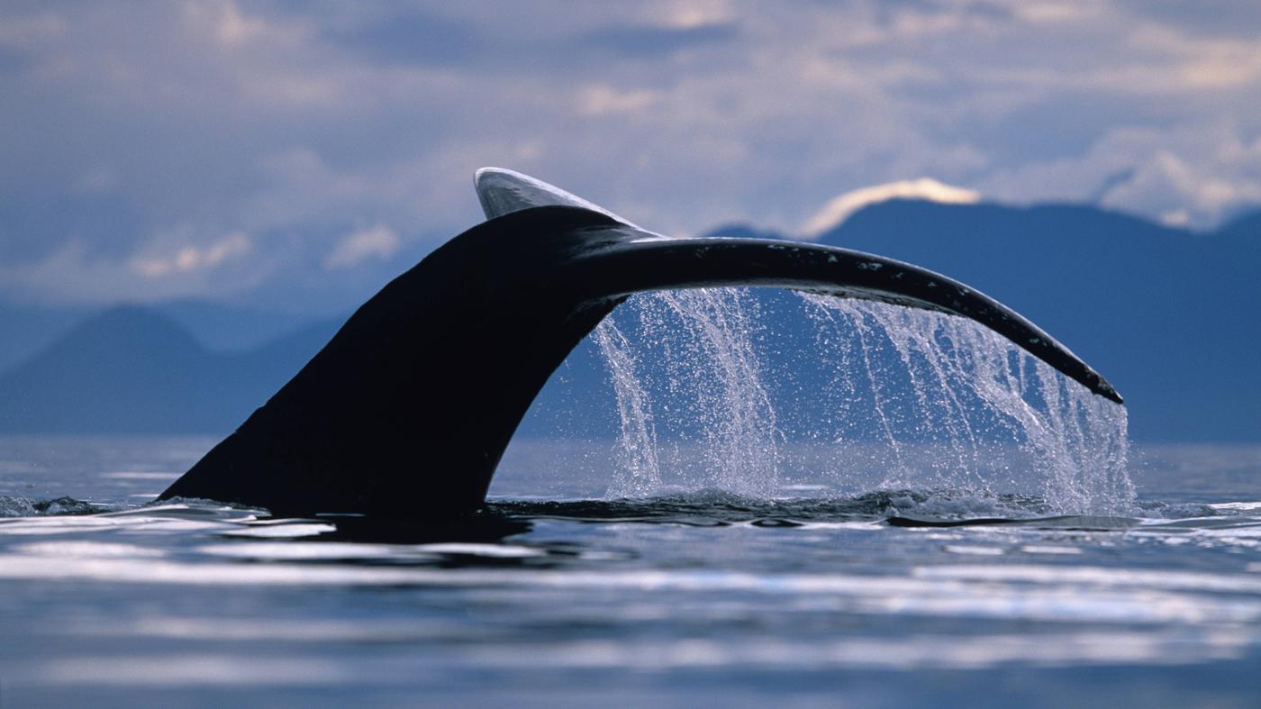 Wundernetz aus Blutgefäßen: Wie Wale die Luft anhalten