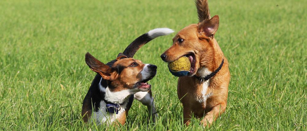 Dauerkonflikte mit Natur und Menschen: Pankow schließt größtes ...