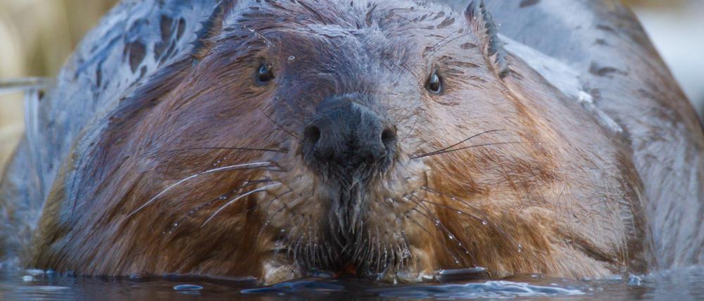 Biber, sei wachsam!: Kann ein Tunnel die dicken Tiere im Berliner ...