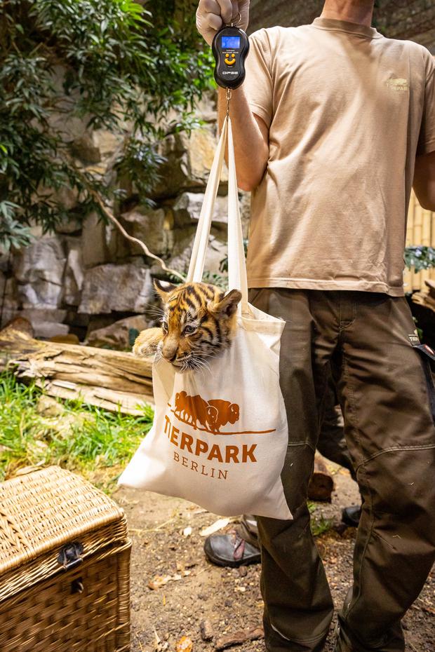 Nachwuchs in Friedrichsfelde: Die Jung-Tiger im Berliner Tierpark sind ...