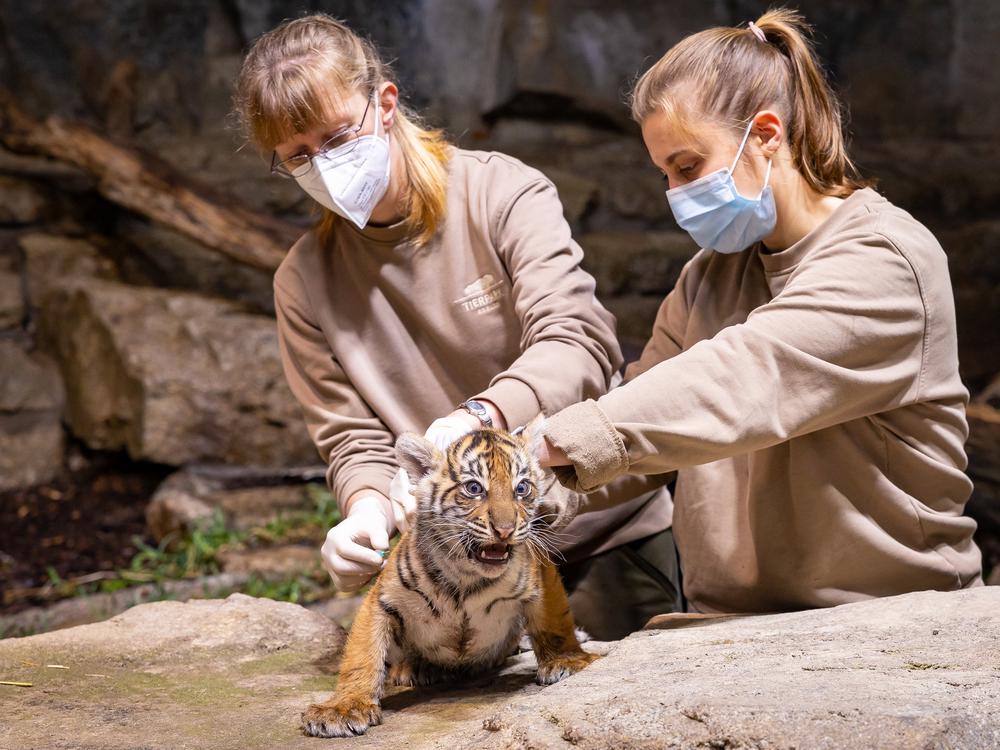 Nachwuchs in Friedrichsfelde: Die Jung-Tiger im Berliner Tierpark sind ...