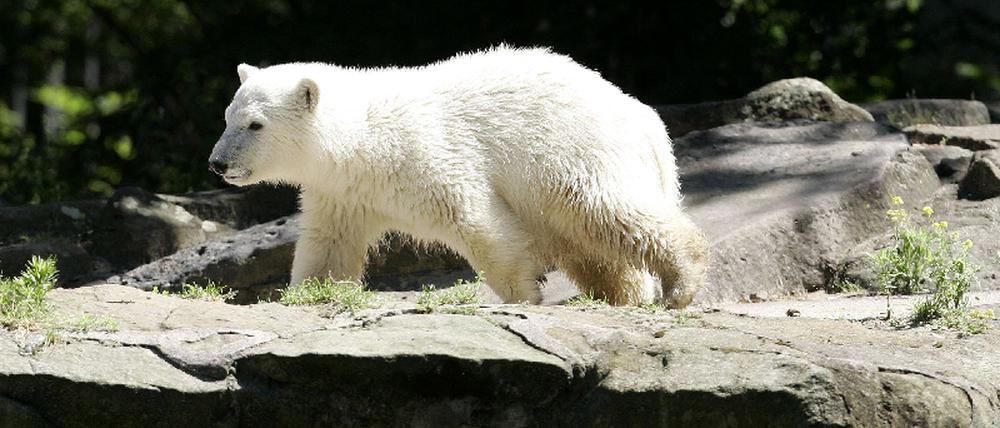 Knut: Das Knuddeln hat bald ein Ende