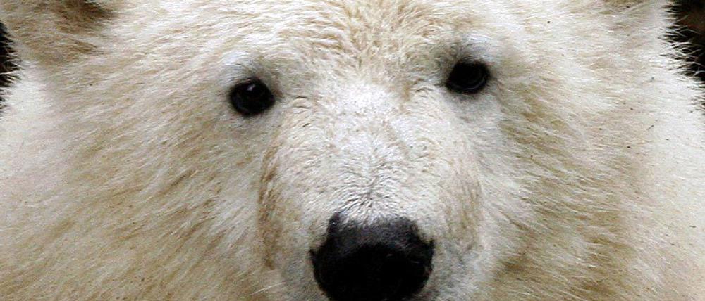 Eisbär Knut: Streit um Knut: Tierschützer gegen Zoo