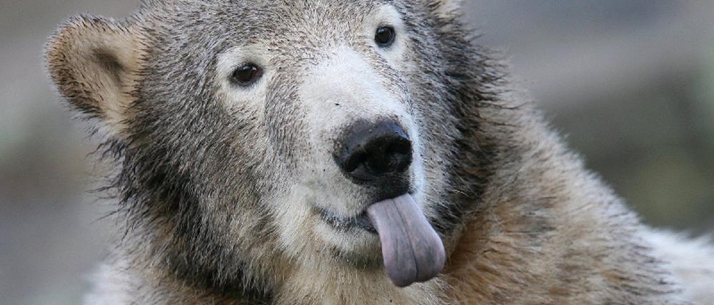 Jahresbilanz: Knut bringt dem Berliner Zoo fünf Millionen Euro ein