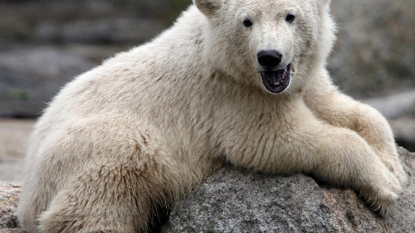 Abschied: Knut allein zu Haus