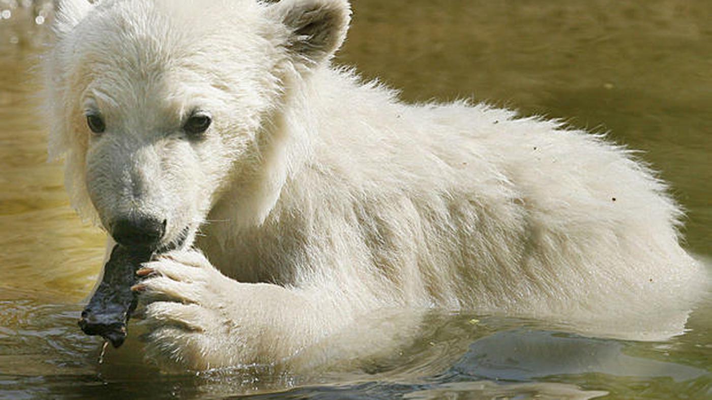 Berliner Eisbär: Knut kommt ins Kino