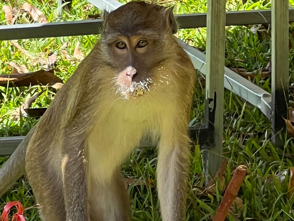 Begehrte Affen: Forschung fürchtet um Nachschub bei Versuchstieren