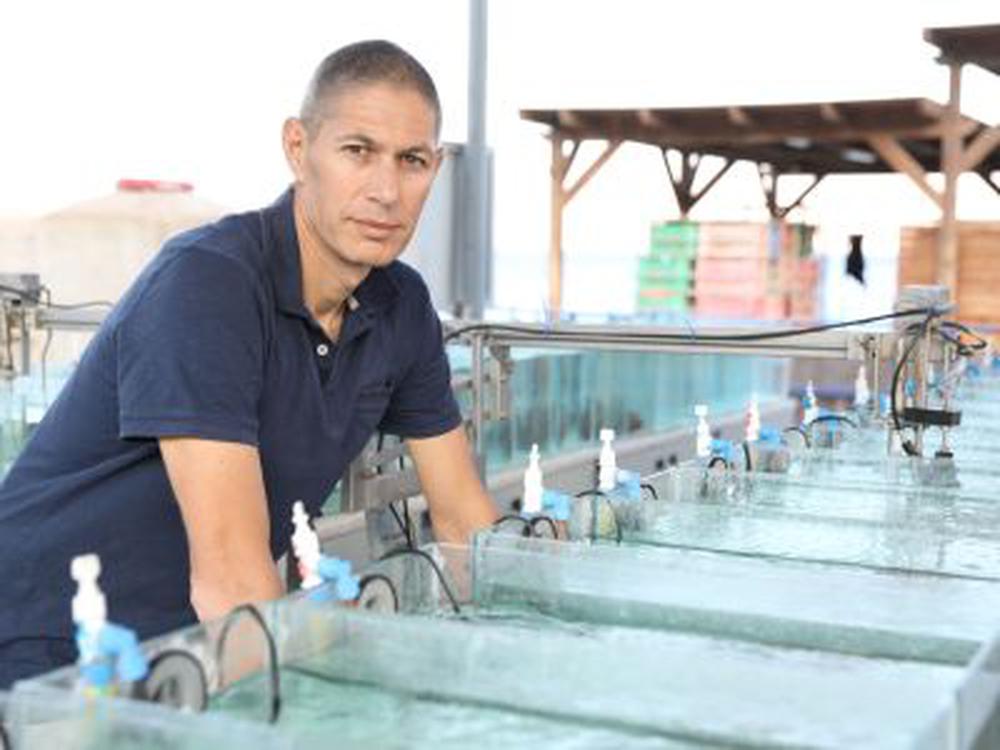 Eine Arche für Korallen: Wie die sensiblen Riffe überleben können