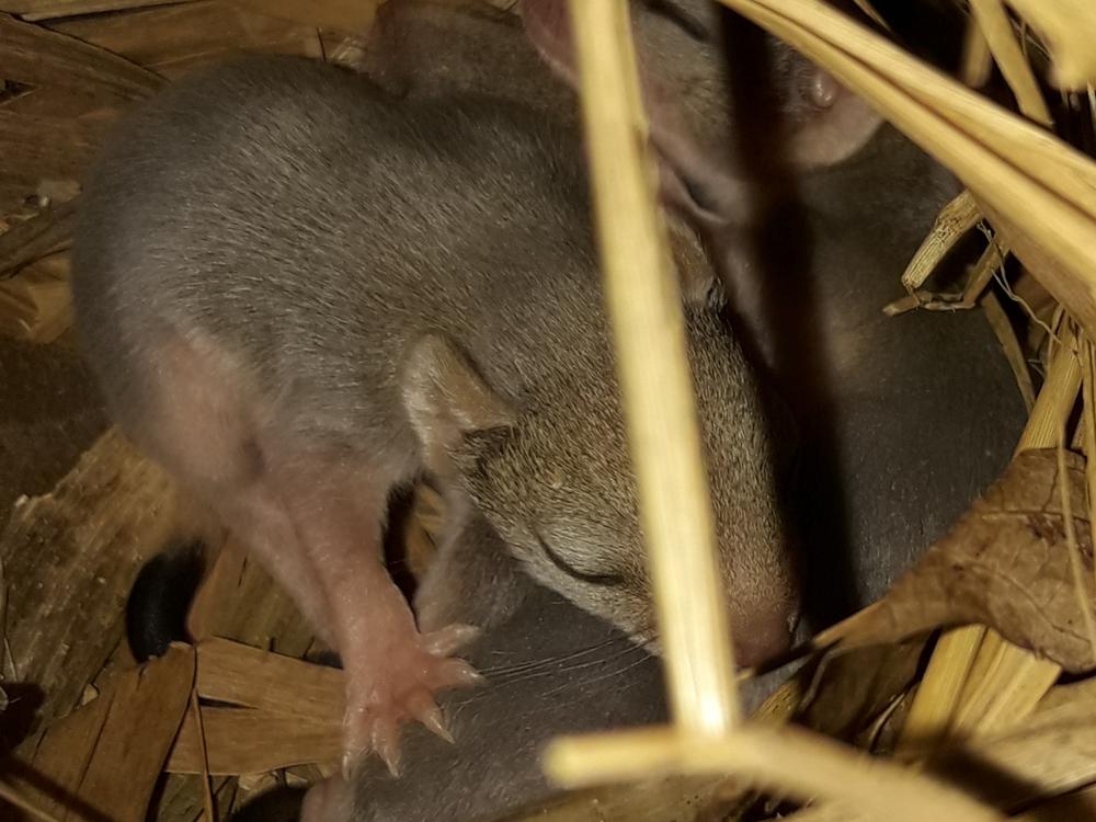 Berliner Nachwuchs: Das Trampeltier-Mädchen ist mobil – und die Kowari ...
