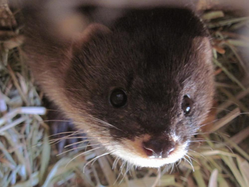 Letzte Rettung Mensch: Europäische Nerze sollen gezielt gezüchtet werden