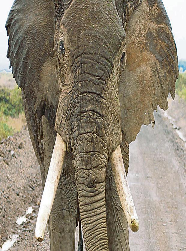 Wenn Elefant, Tiger und Co. flüchten: Diese Wildtiere hielten ganze ...