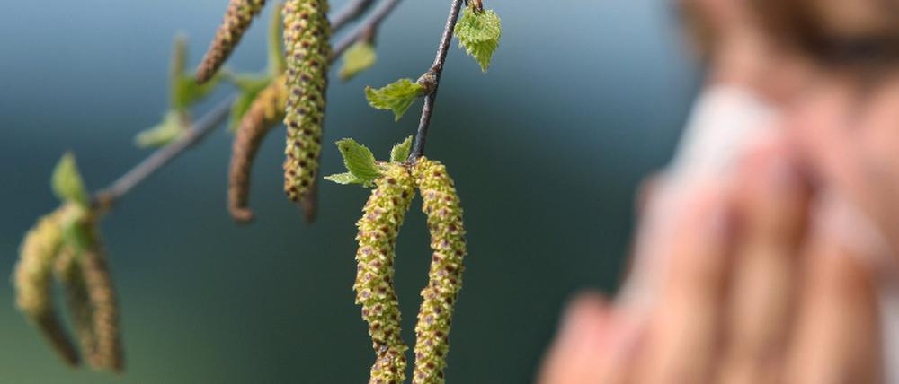 Frühling: Die Pollen sind startklar