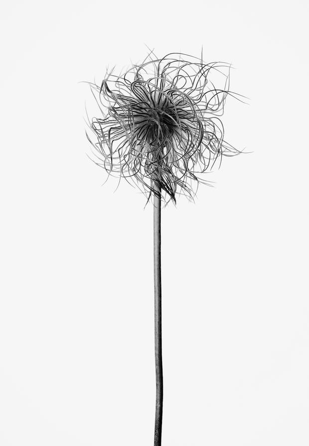 Silberne Distel: Der Bergsteiger und Fotograf Peter Mathis zeigt alpine ...