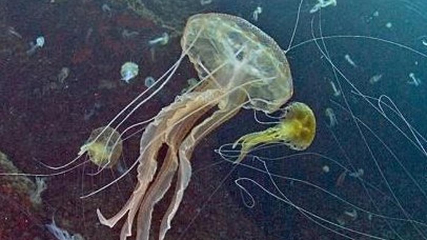 Nordirland: Quallen überfallen Lachsfarm