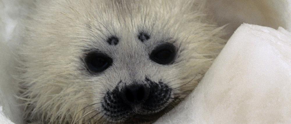 Tierschutz: Drama um Robbenbabys an der Ostsee