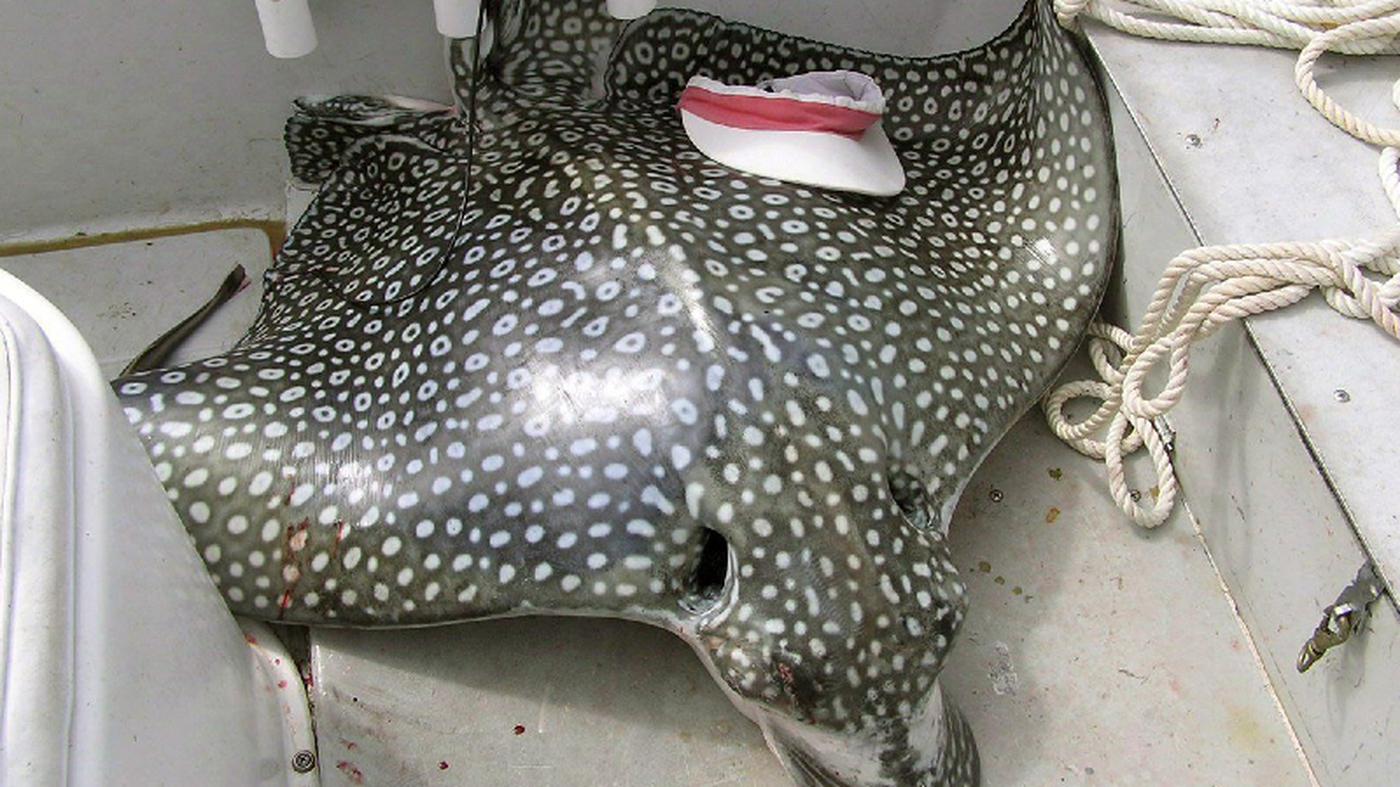 Florida: Riesiger Rochen tötet Frau im Boot