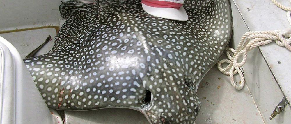 Florida: Riesiger Rochen tötet Frau im Boot