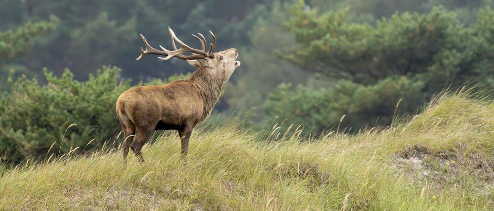 Gut gebrüllt: Röhrende Hirsche in und um Berlin bestaunen
