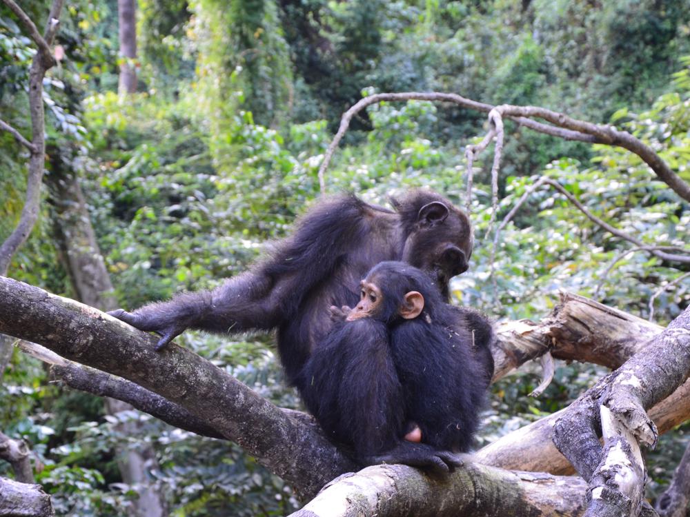 Mehr Erfolg bei den Weibchen: Aggressive männliche Bonobos kommen besser an